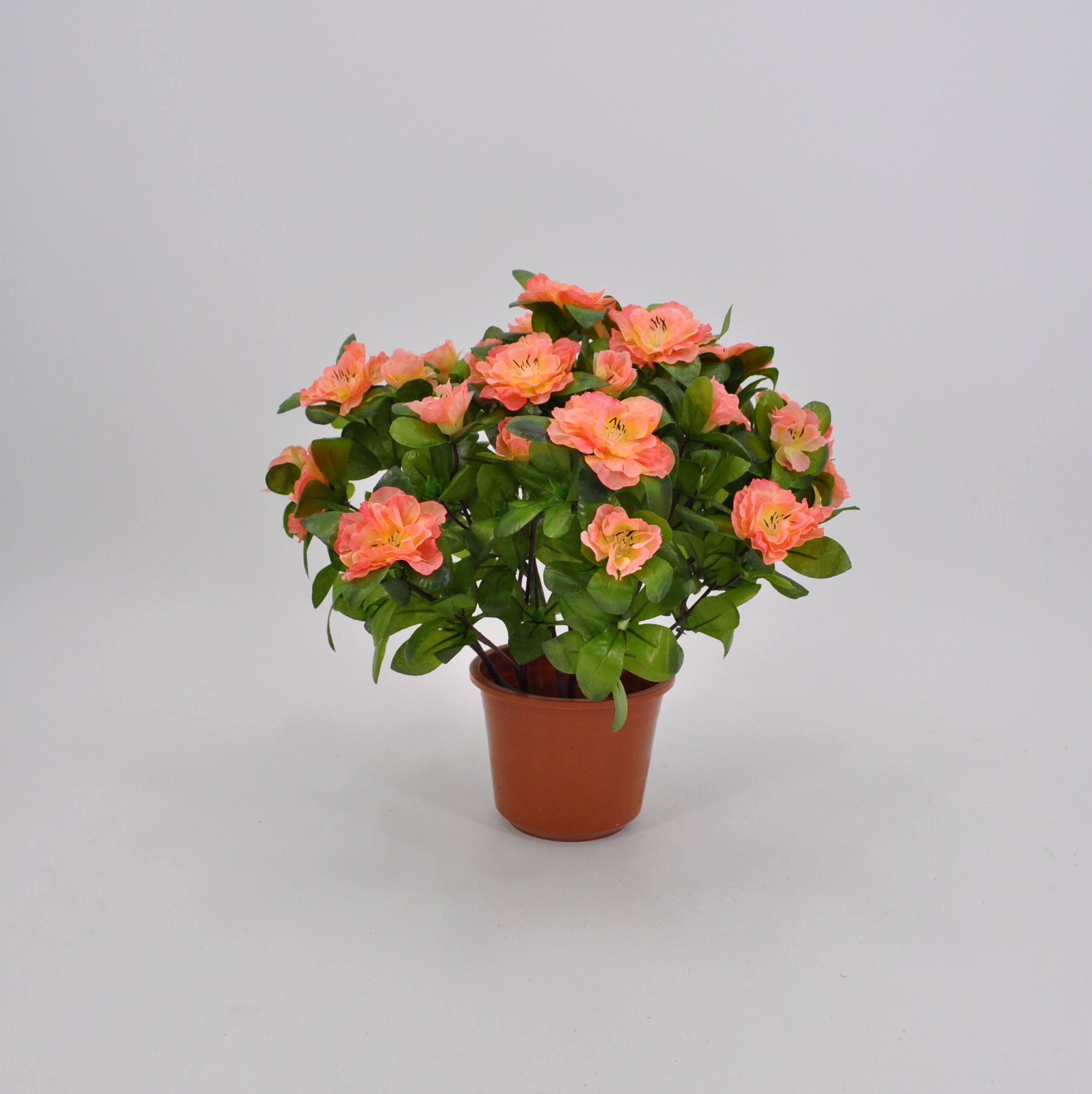 Azalea medium salmone per decorazioni di interni ed esterni